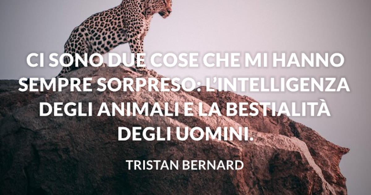 30 Aforismi sugli Animali da condividere gratis