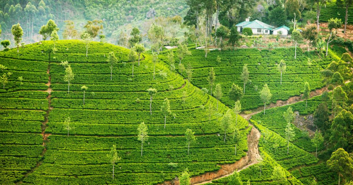 Ceylon tea, origins and peculiarities